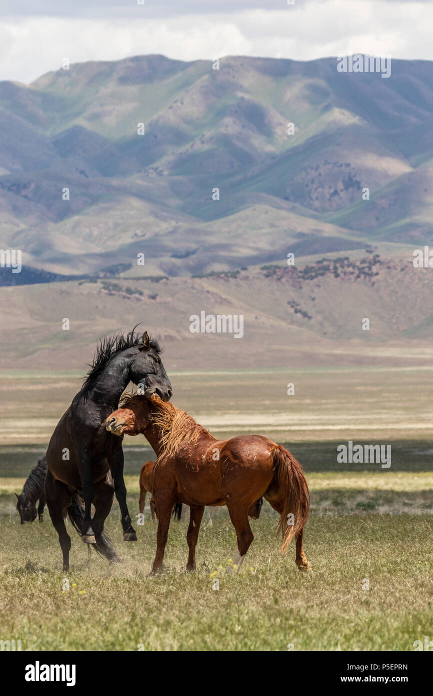 Stallions Stock Photos & Stallions Stock Images - Alamy