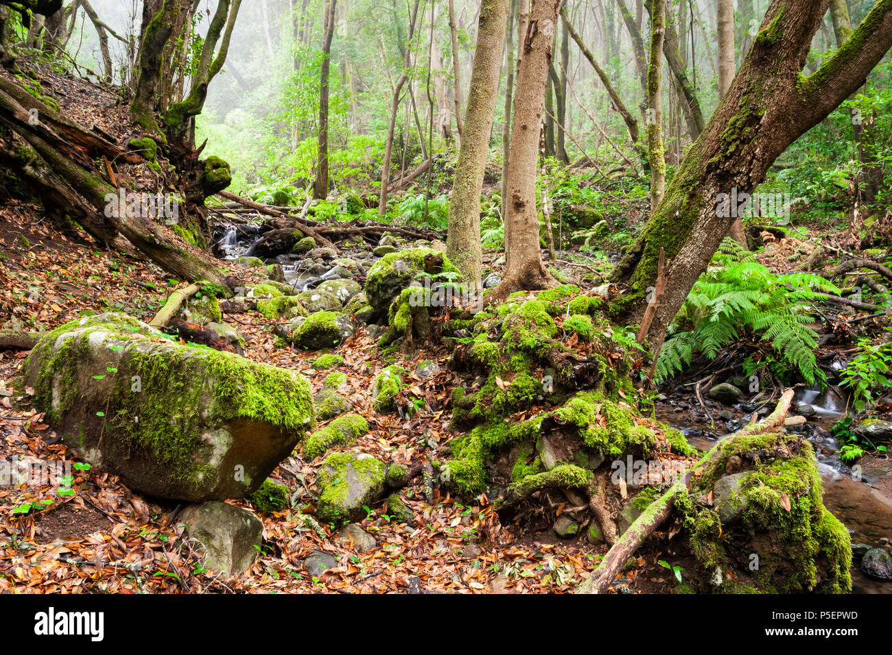 Garajonay National Park (a UNESCO world heritage site) on La Gomera in ...