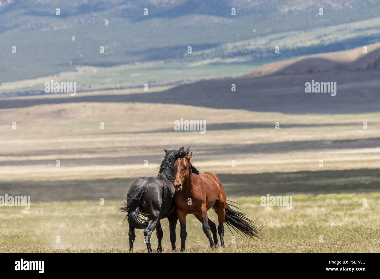 Wild horse Stallions Fighting Stock Photo - Alamy