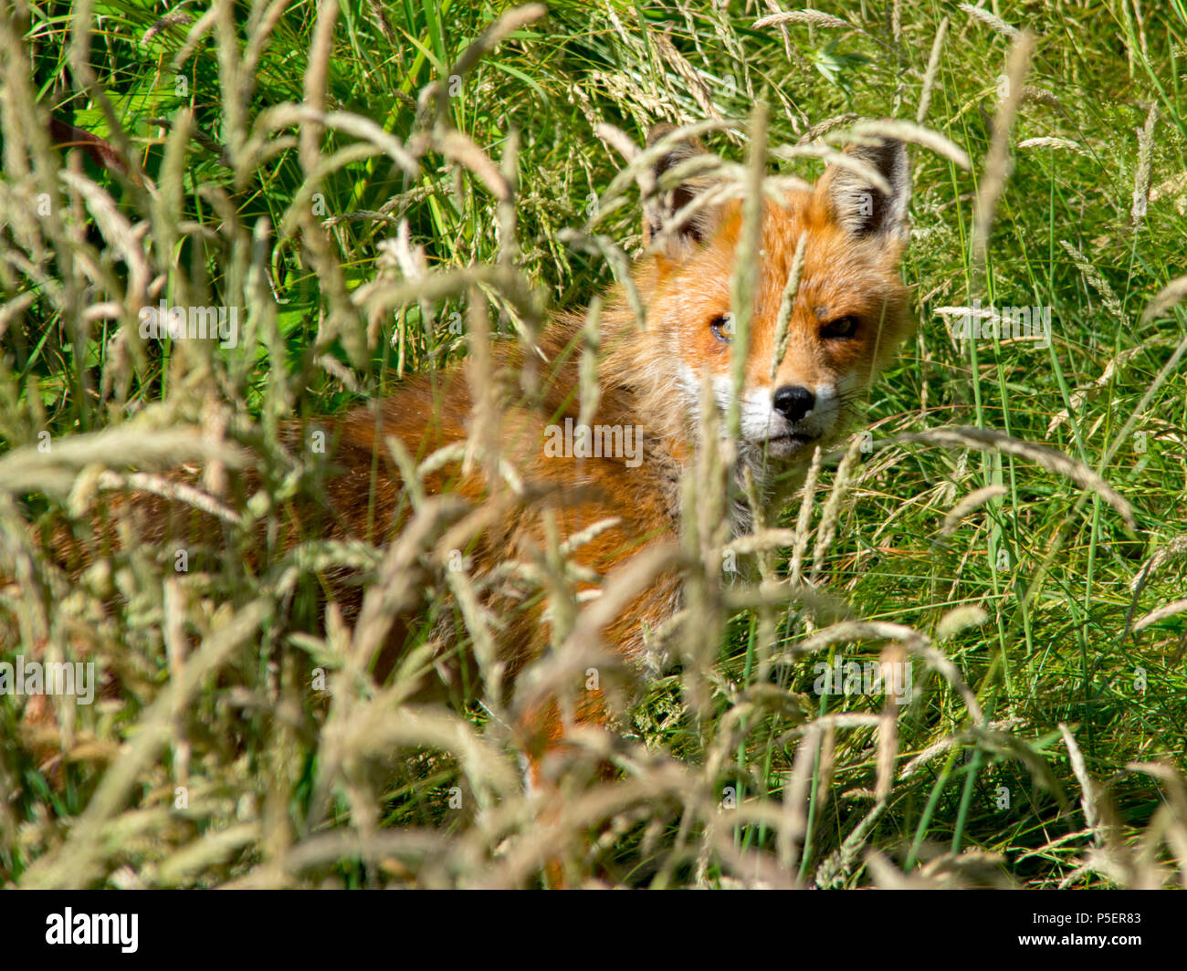 Fox In The Undergrowth High Resolution Stock Photography and Images - Alamy