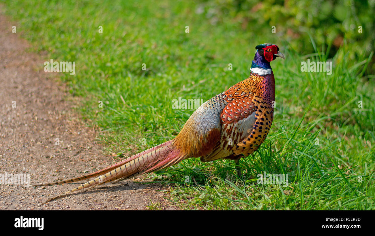 Ring-necked male pheasant Stock Photo - Alamy