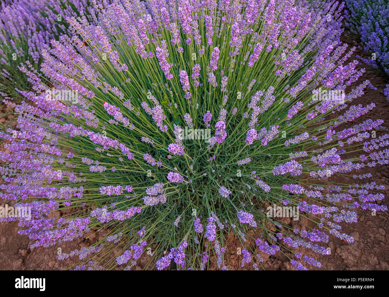 Amazing big lavender flower bushes close up Stock Photo - Alamy