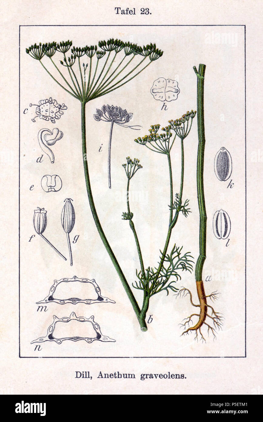 Anethum graveolens l hi-res stock photography and images - Alamy