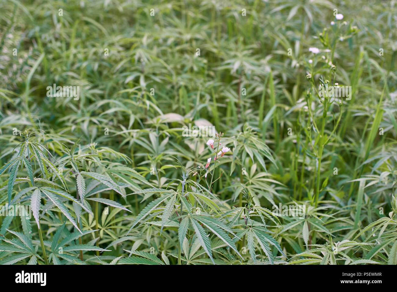 Marijuana growing wild hi-res stock photography and images - Alamy