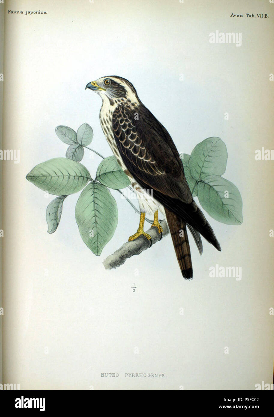 N/A. English: An illustration of an Grey-faced Buzzard (Buteo ...