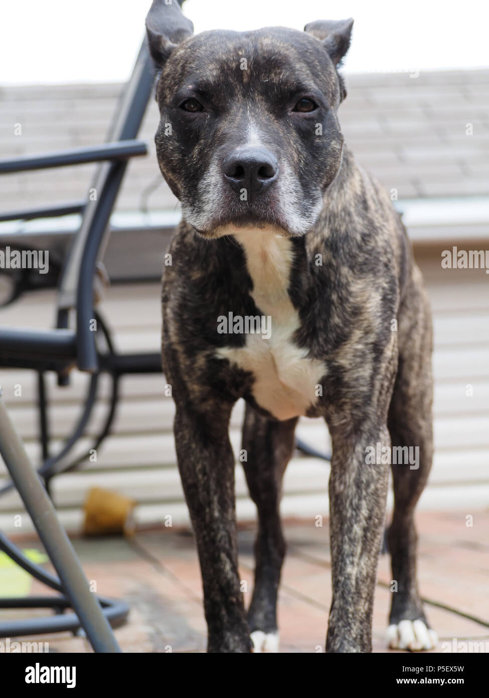 Adult pit bull hi-res stock photography and images - Alamy