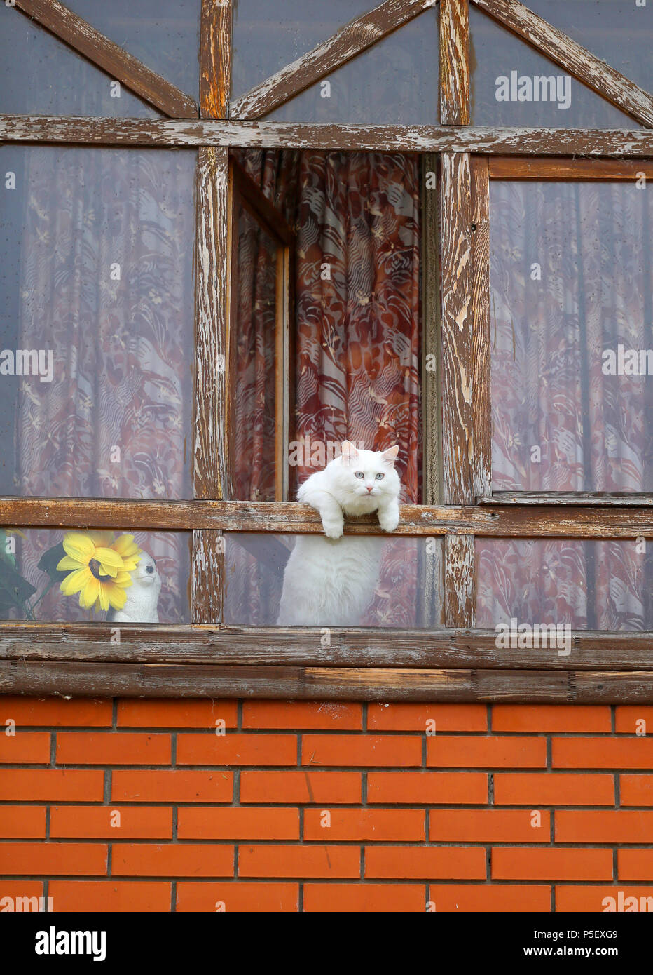 Photo of a macro funny white cat pops out of a window Stock Photo - Alamy
