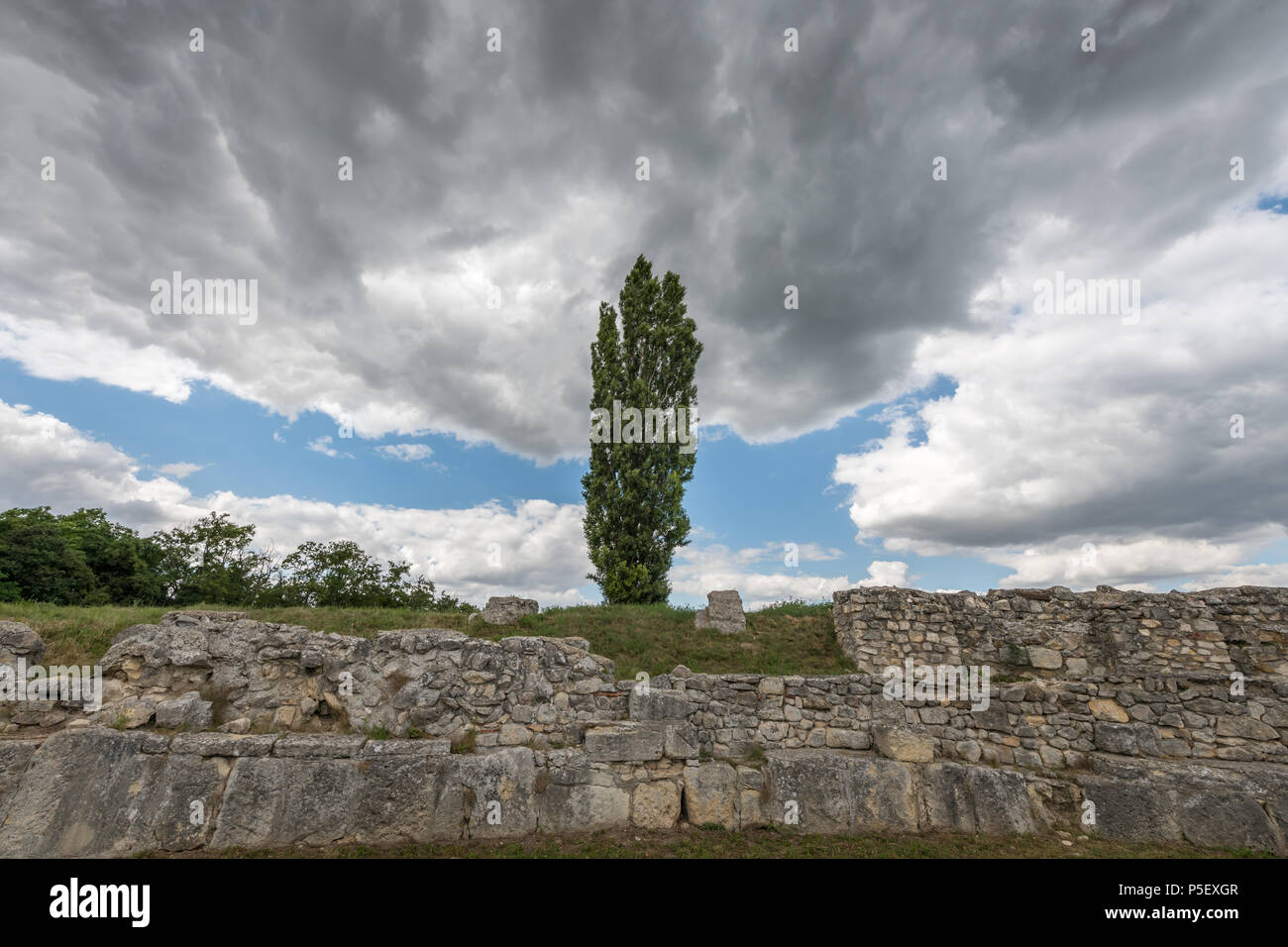 Fastigiate tree hi-res stock photography and images - Alamy