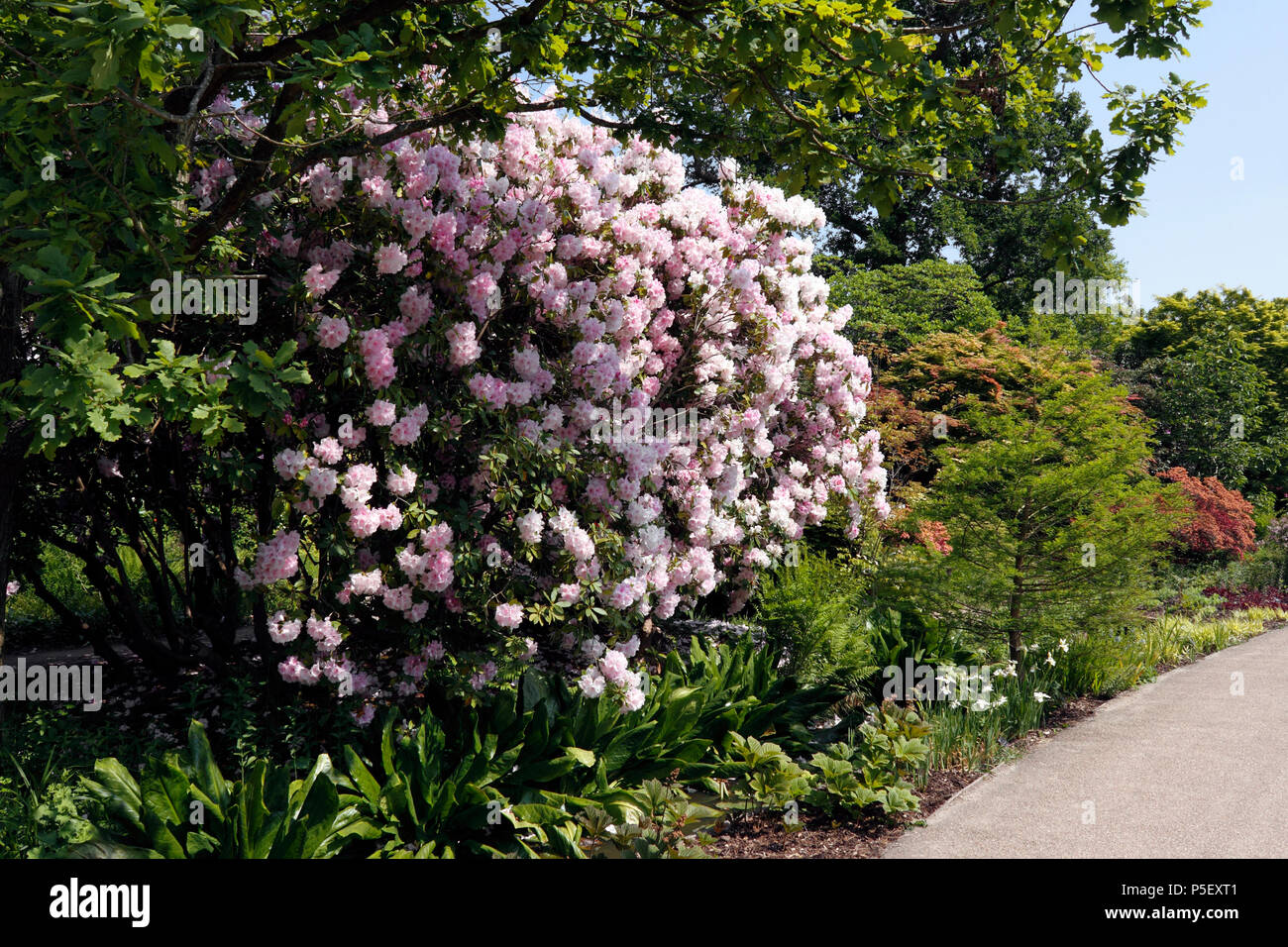 RHODODENDRON PINK PEARL. AZALEA Stock Photo - Alamy
