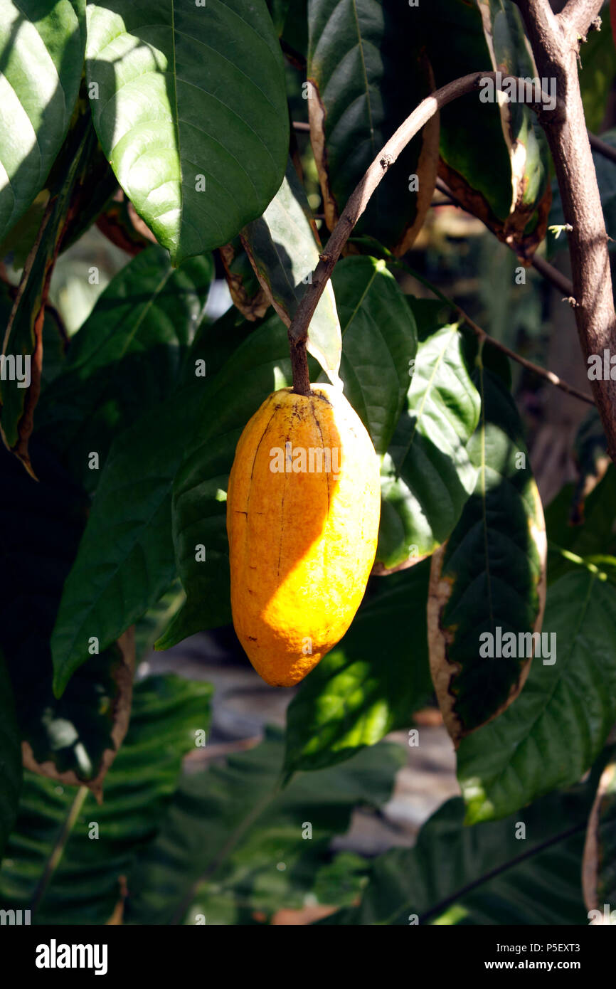 Cocoa pods tropical hi-res stock photography and images - Alamy