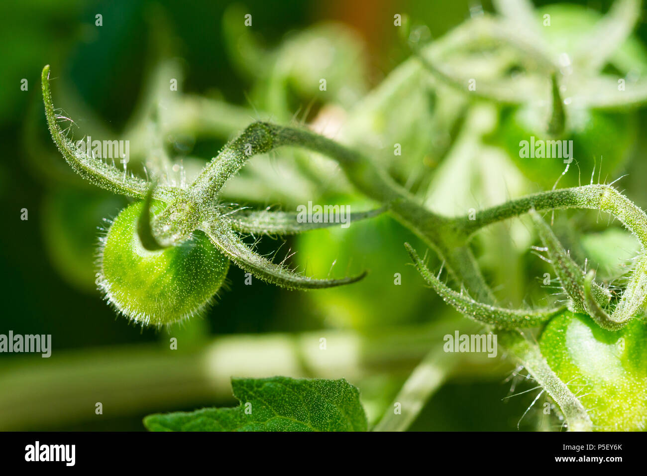 Unripe tomatoes growing on a Sun Baby cordon cherry tomato plant in ...