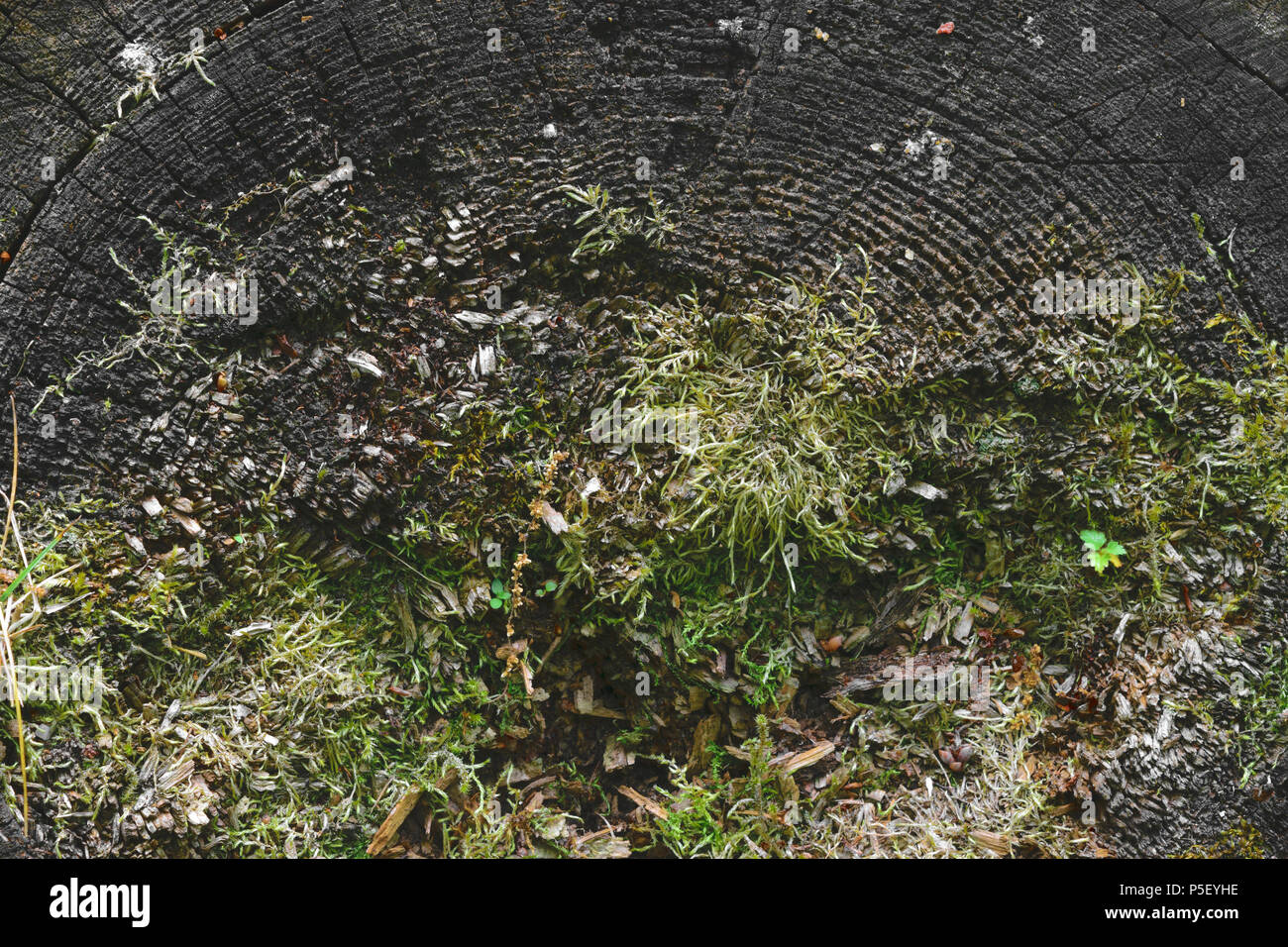 Background surface of very old grey wood stub with moss and grass ...