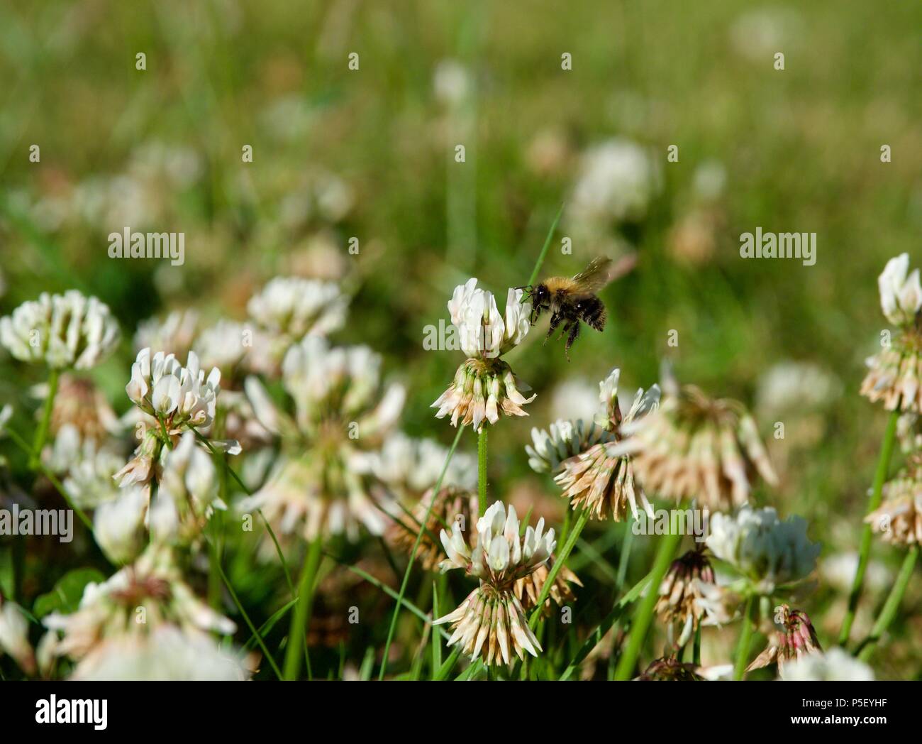 Bee on Where Clover Stock Photo - Alamy