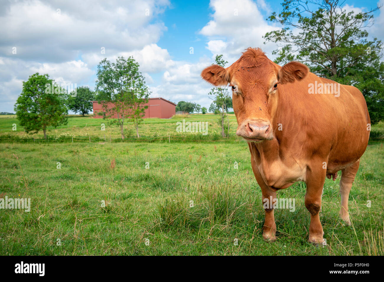 Limpurger breed hi-res stock photography and images - Alamy