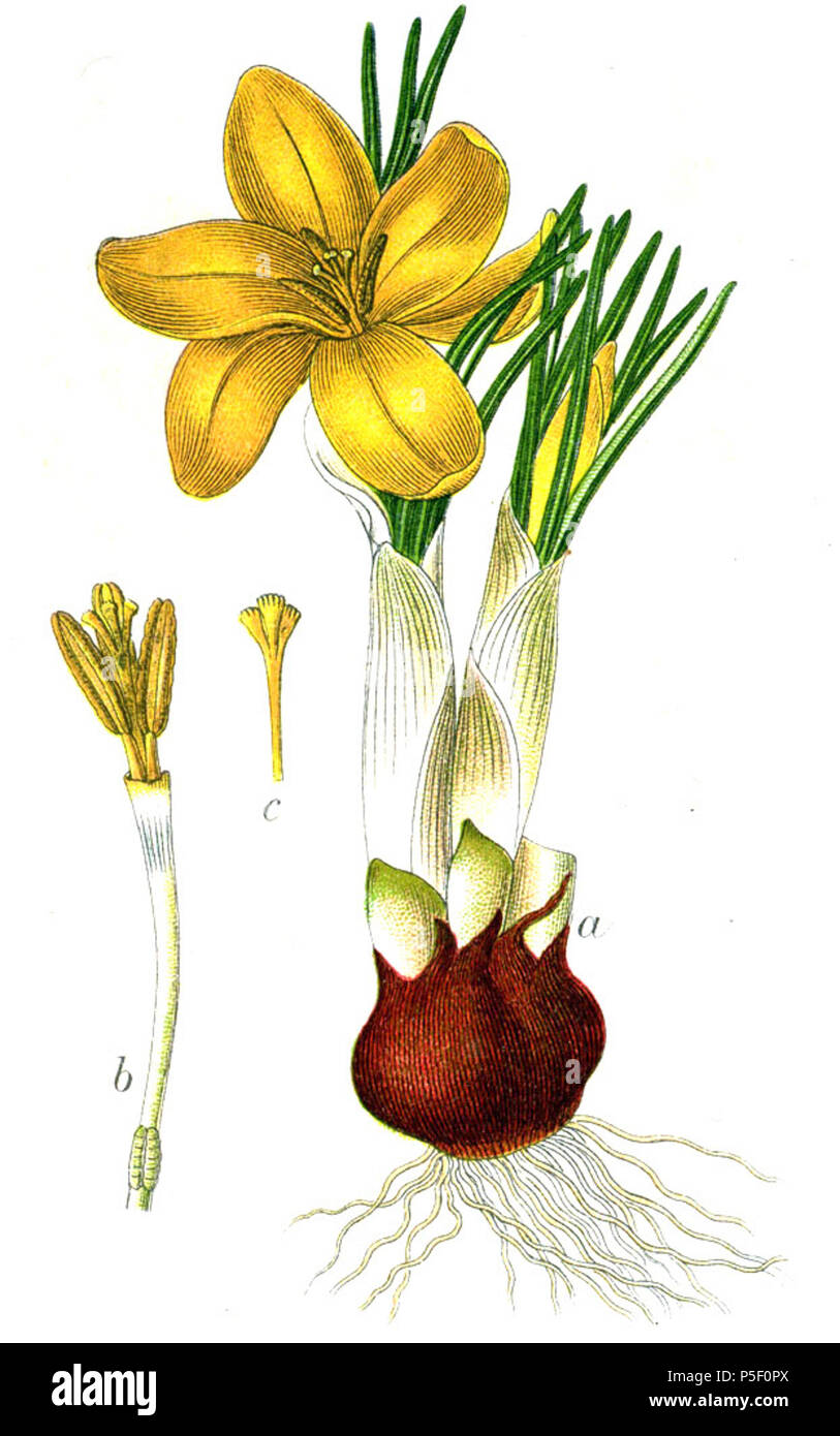 Crocus flavus subsp flavus hi-res stock photography and images - Alamy
