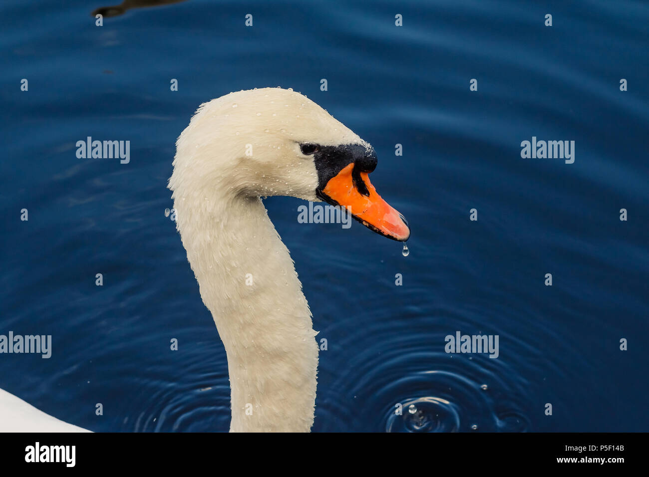 Detail of head of a swan. Dark blue water background, blue water. Long ...