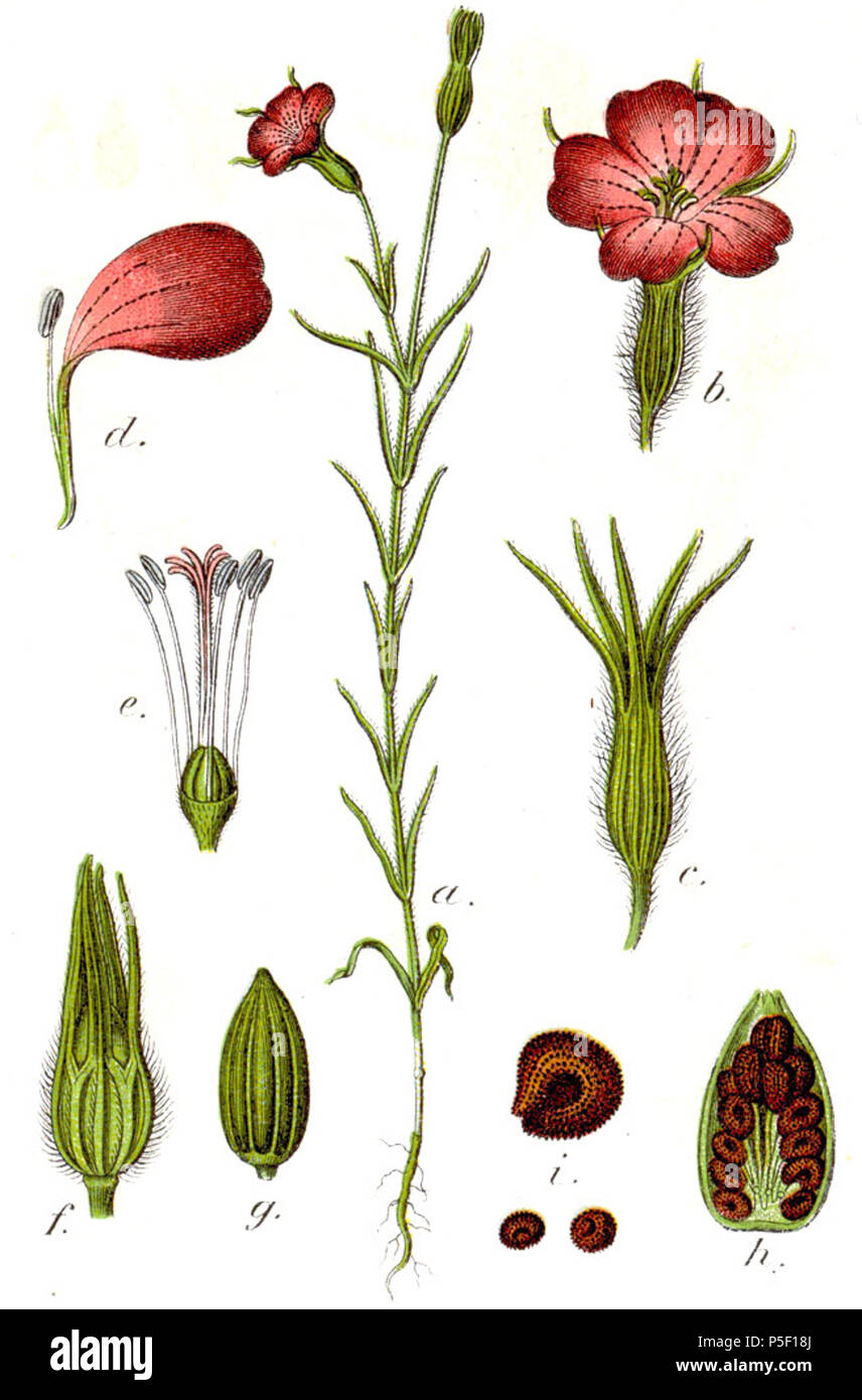 Agrostemma wildflowers Cut Out Stock Images & Pictures - Alamy