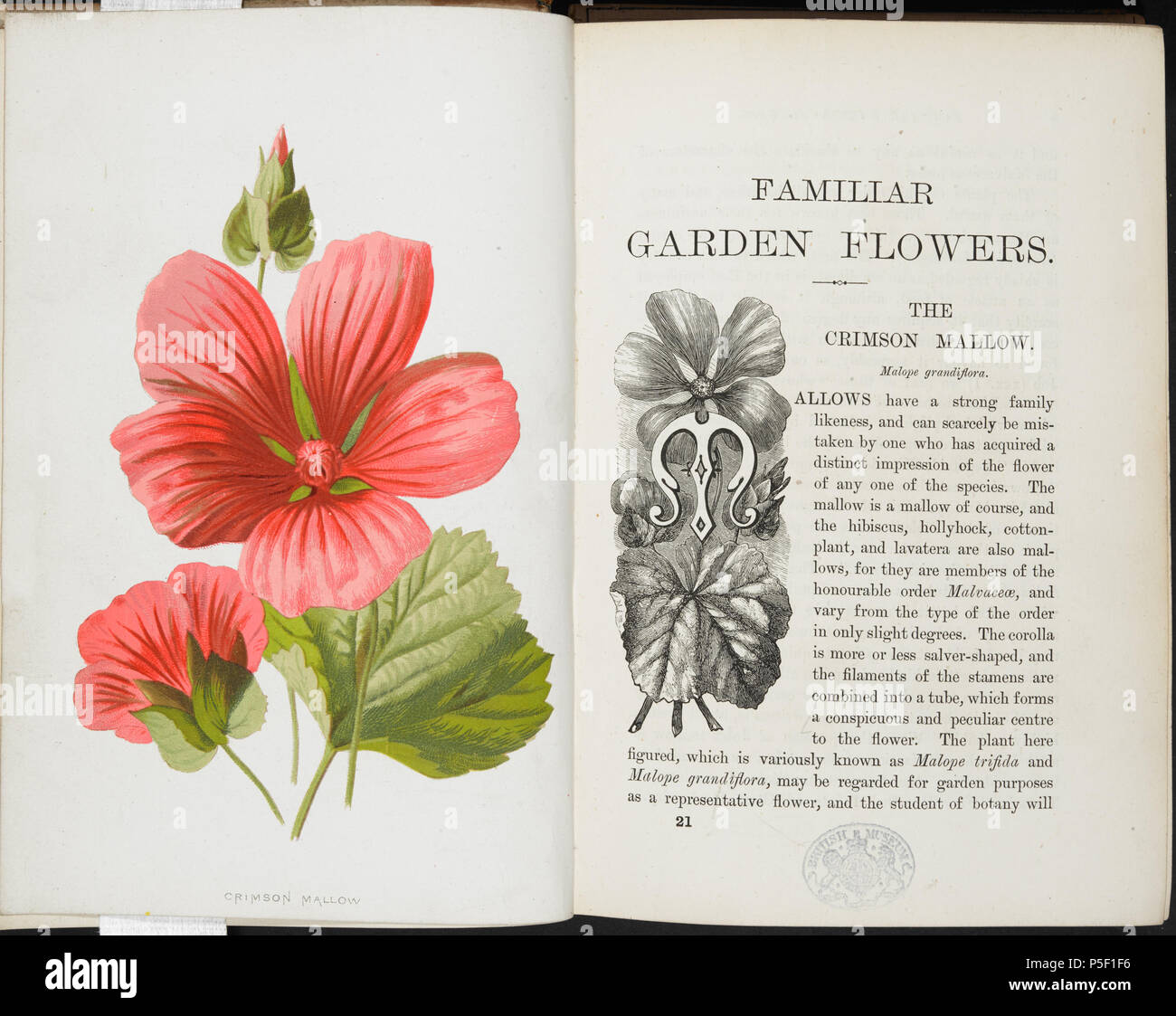 Familiar garden flowers hi-res stock photography and images - Alamy