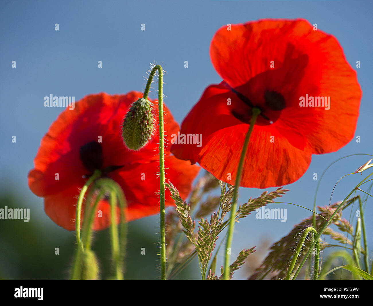 Summer poppy field monet hi-res stock photography and images - Alamy