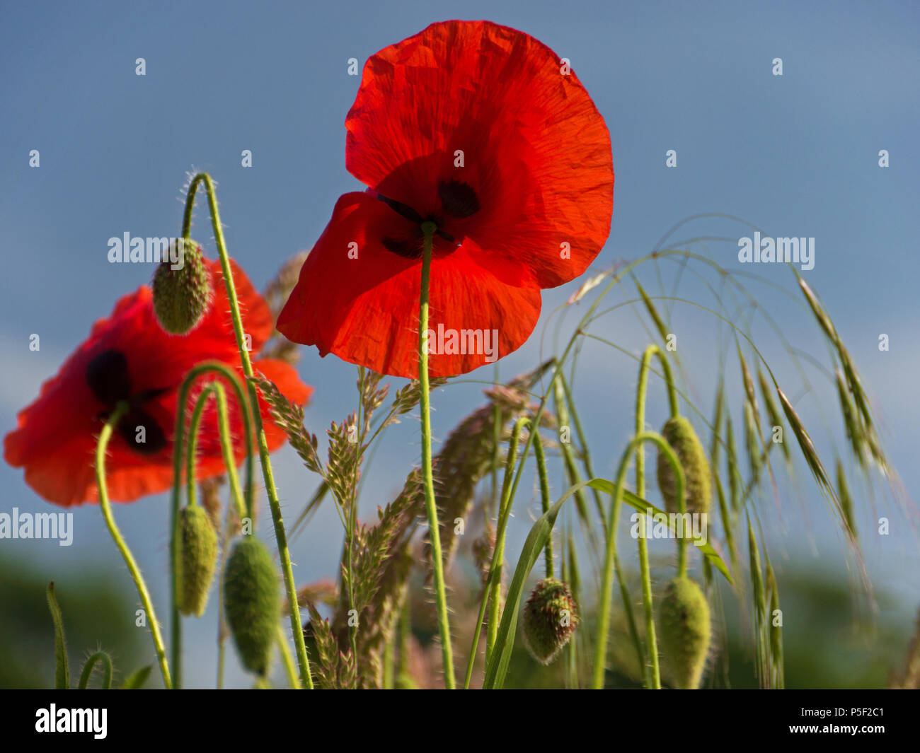 John mccrae – in flanders field hi-res stock photography and images - Alamy