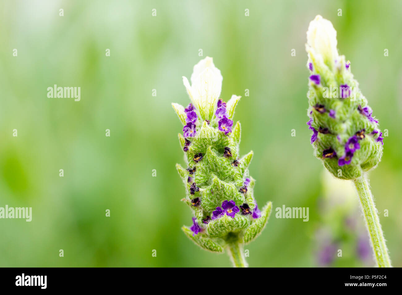 Viva lavandula stoechas hi-res stock photography and images - Alamy