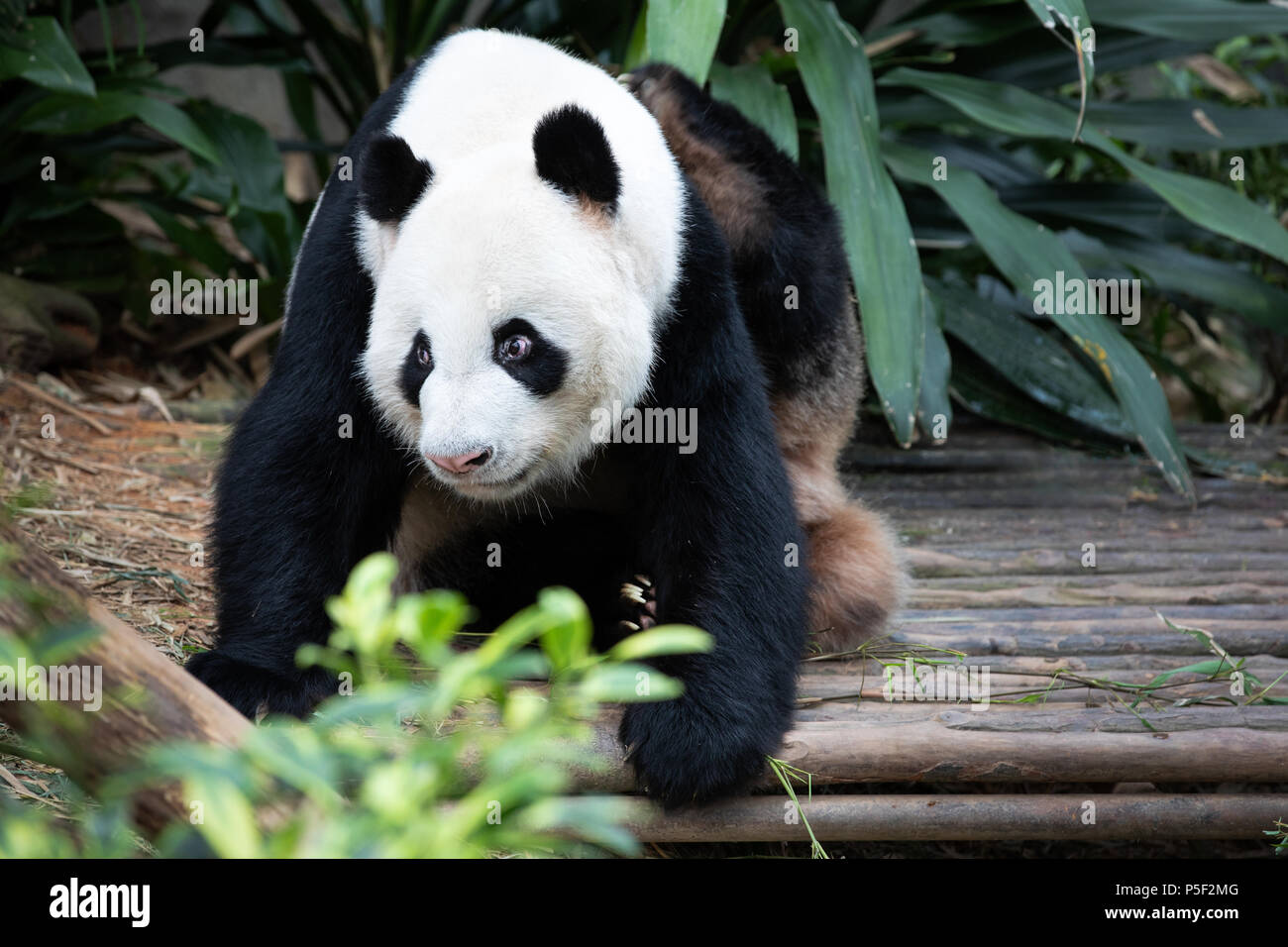 Portrait of an endangered black and white panda bear scratching himself ...