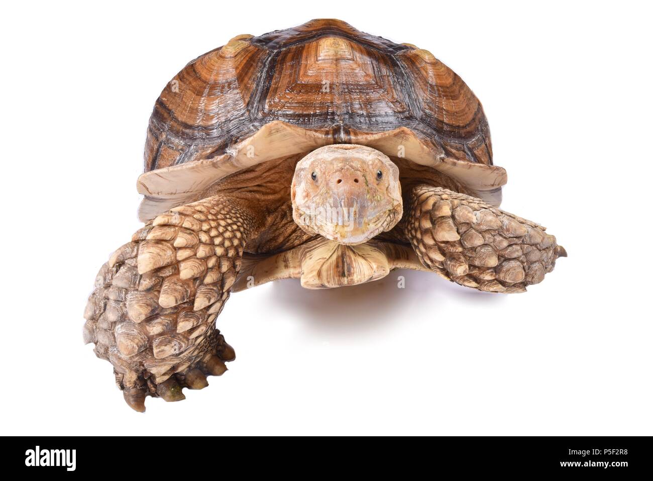 Giant african sulcata tortoise Cut Out Stock Images & Pictures - Alamy