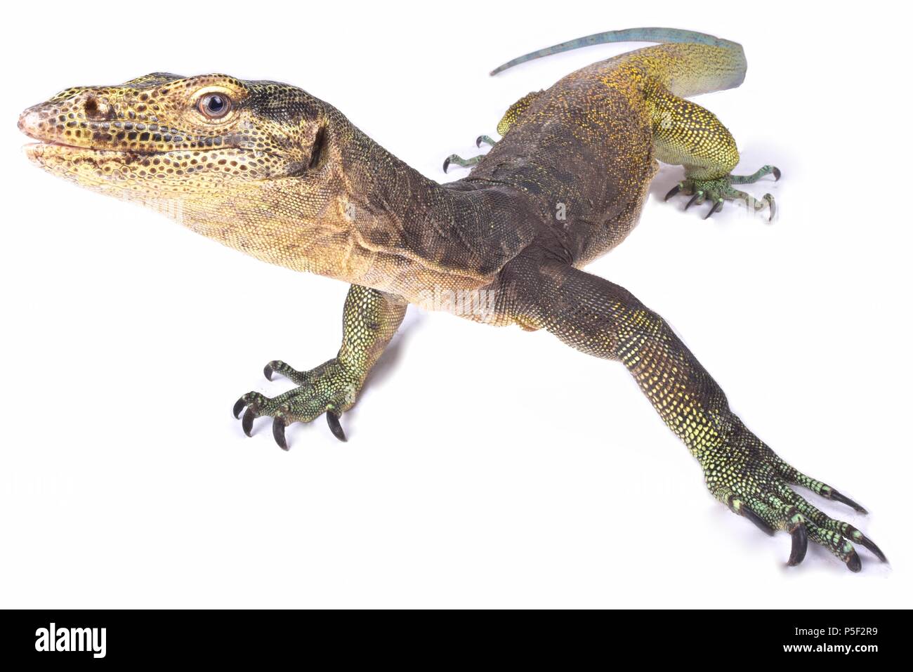 Varanus yuwonoi hi-res stock photography and images - Alamy