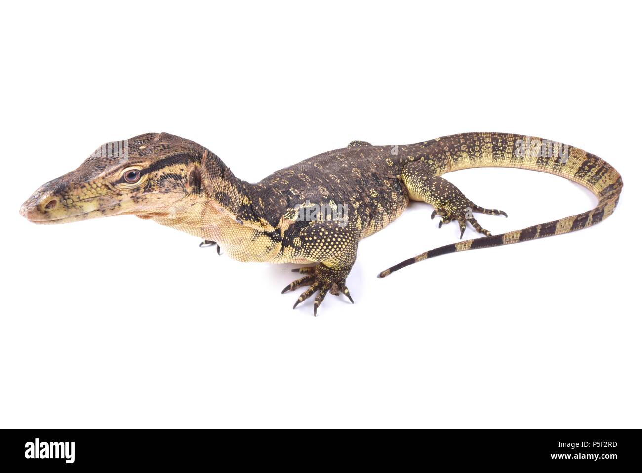 Native to asia Cut Out Stock Images & Pictures - Alamy