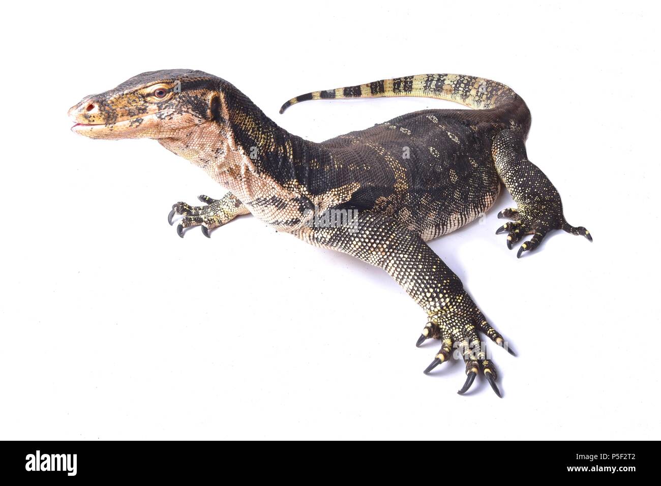 Southeast asian water monitor lizard Cut Out Stock Images & Pictures ...