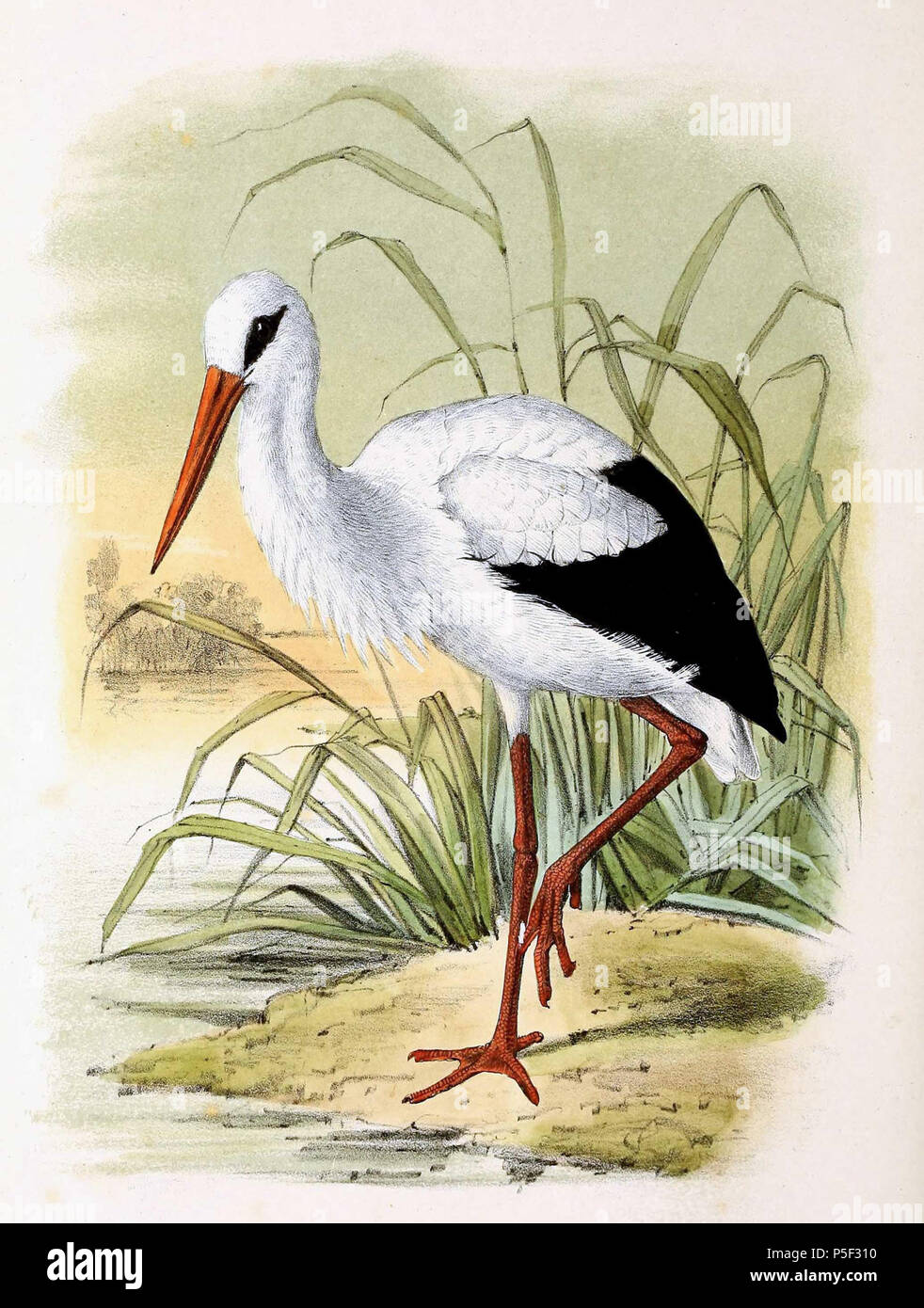 N/A. English: « Ciconia alba » = Ciconia ciconia (White stork) Français ...