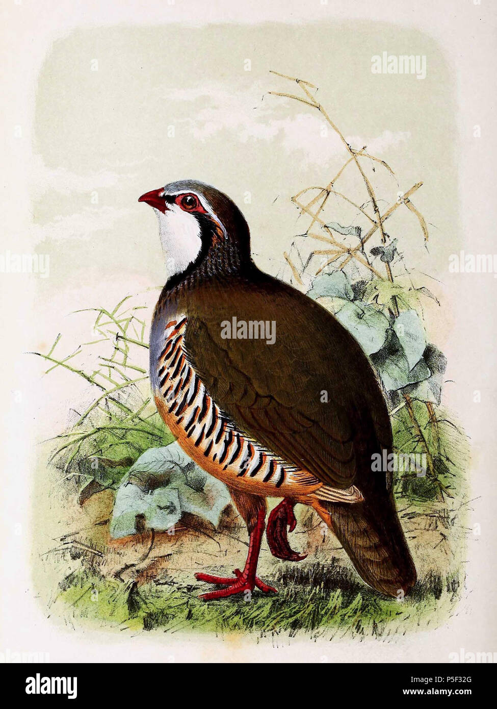 Perdix rubra hi-res stock photography and images - Alamy