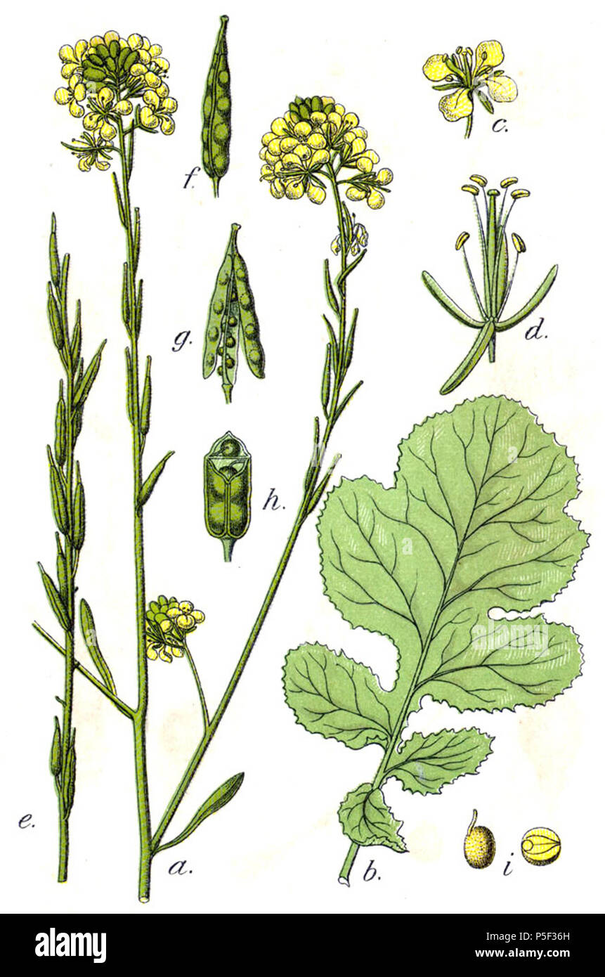 N/A. Brassica nigra (L.) K.Koch, syn. Crucifera sinapis (L.) E.H.L ...