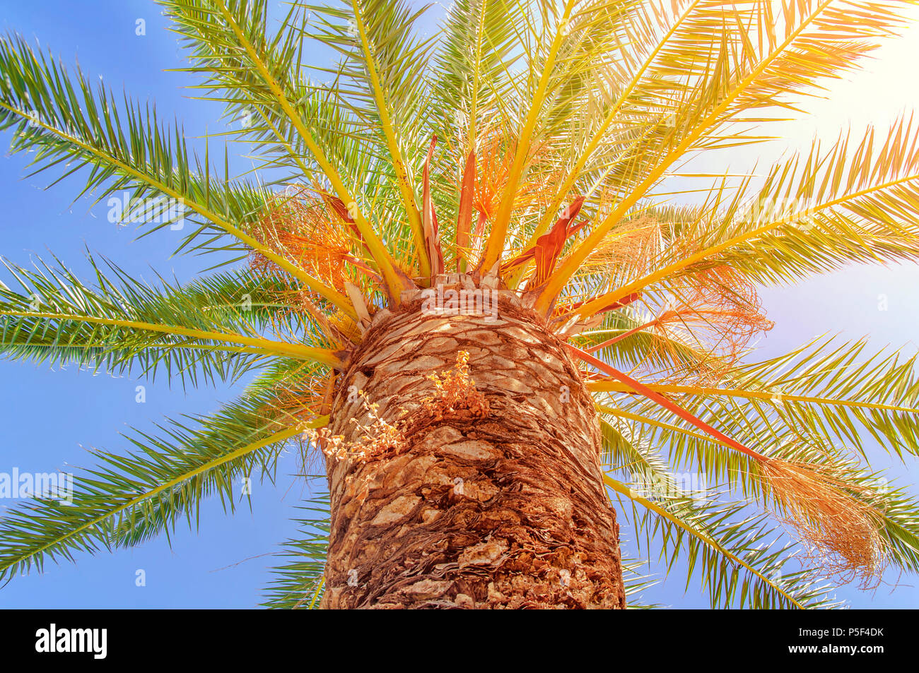 Big green Palm tree Stock Photo - Alamy