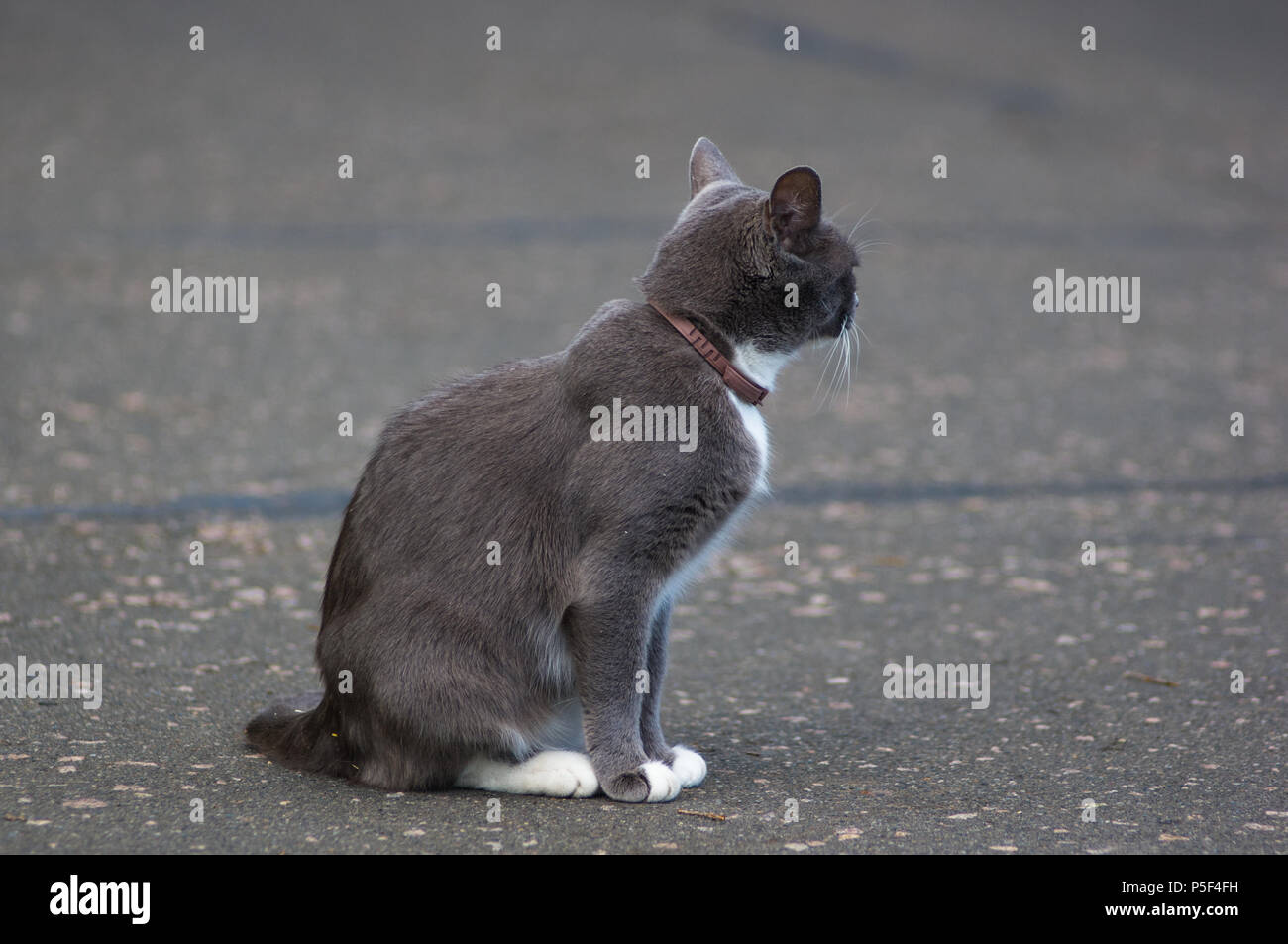 Two tone cat hi-res stock photography and images - Alamy