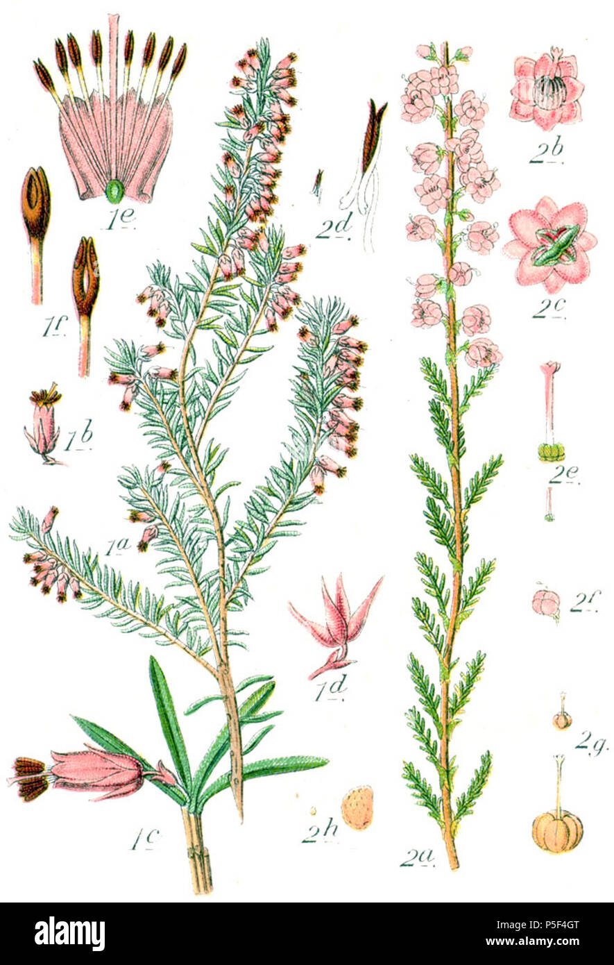 1 erica carnea hi-res stock photography and images - Alamy