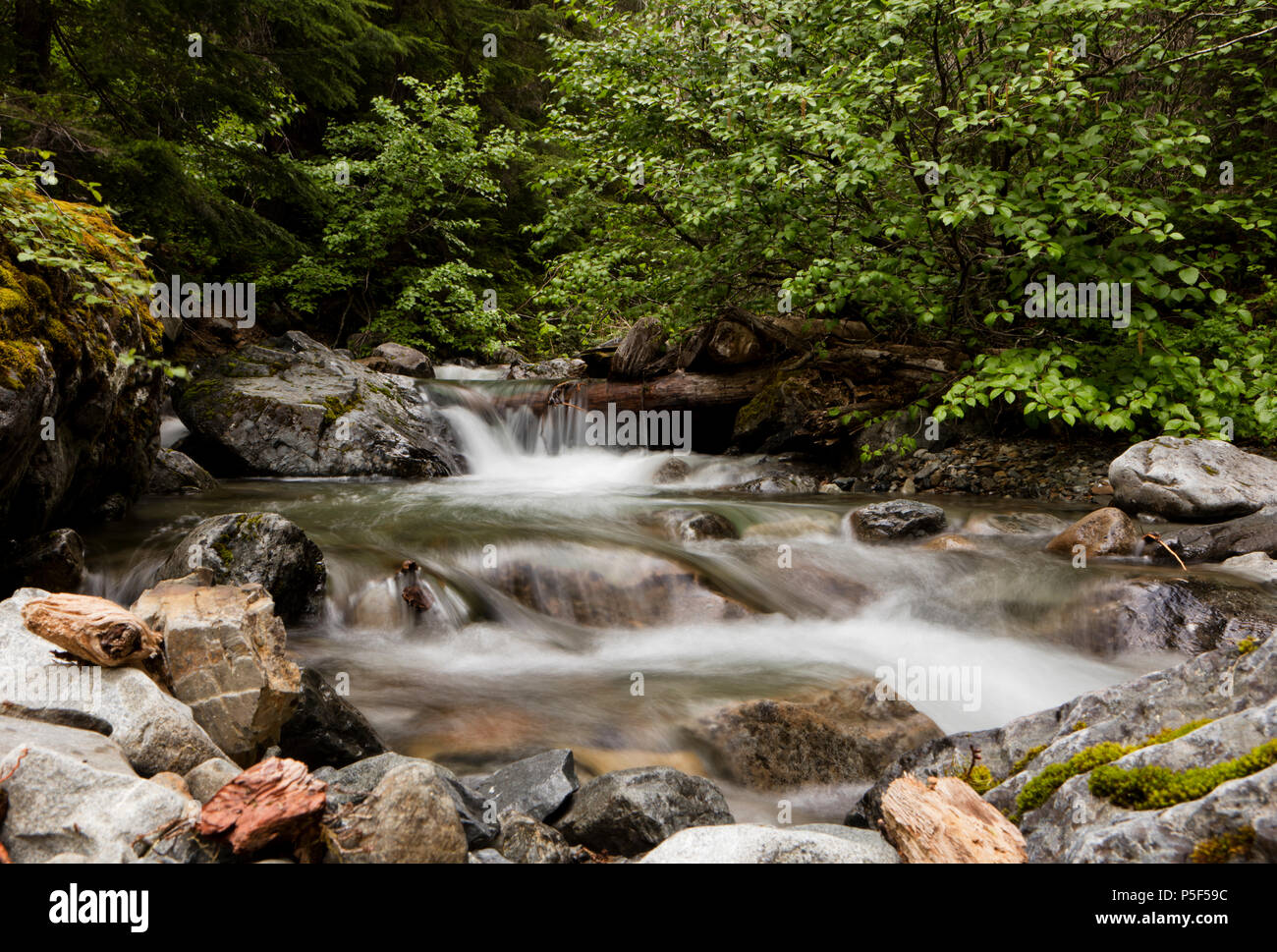 Clear mountain stream in the forest Stock Photo - Alamy