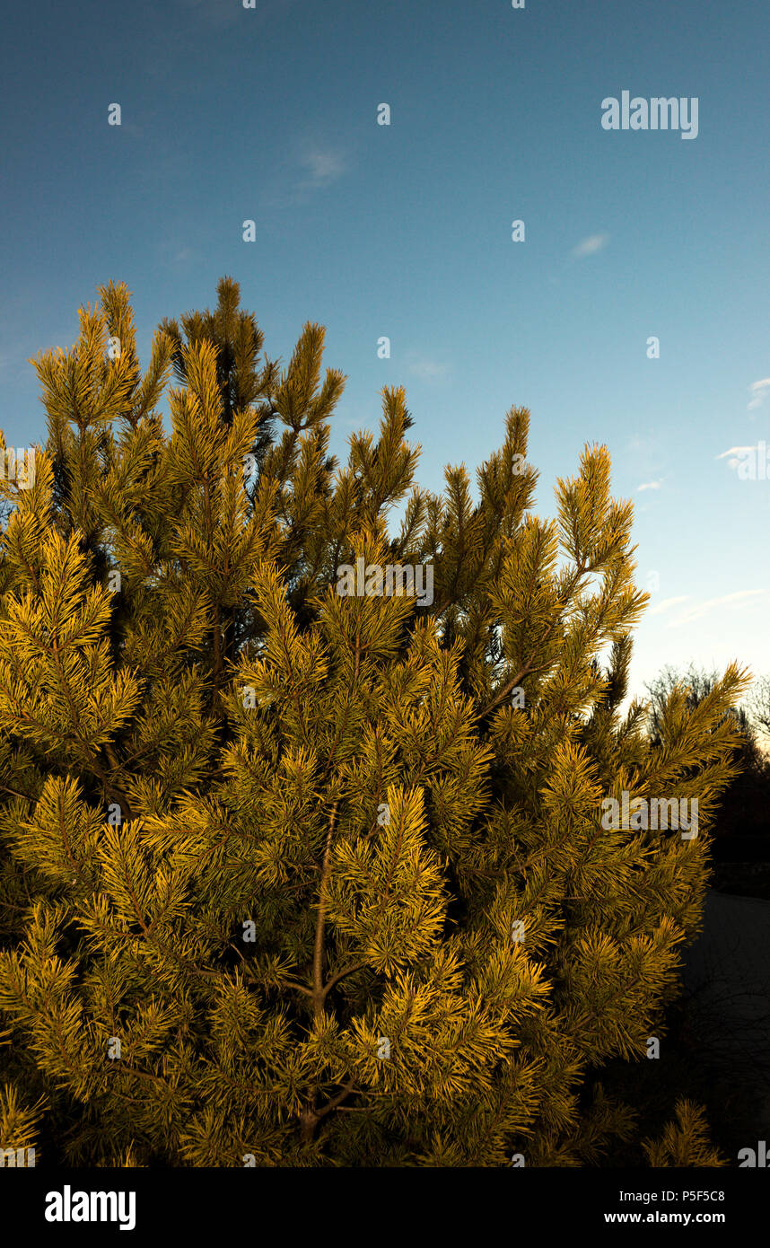 Pinus sylvestris close up hi-res stock photography and images - Alamy