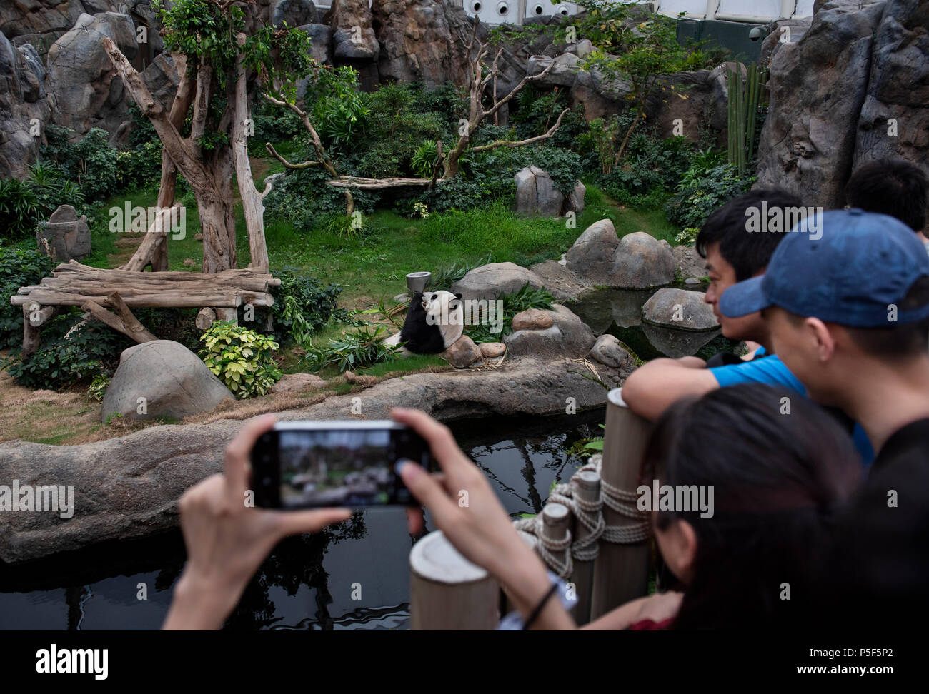 Panda at ocean park hi-res stock photography and images - Alamy