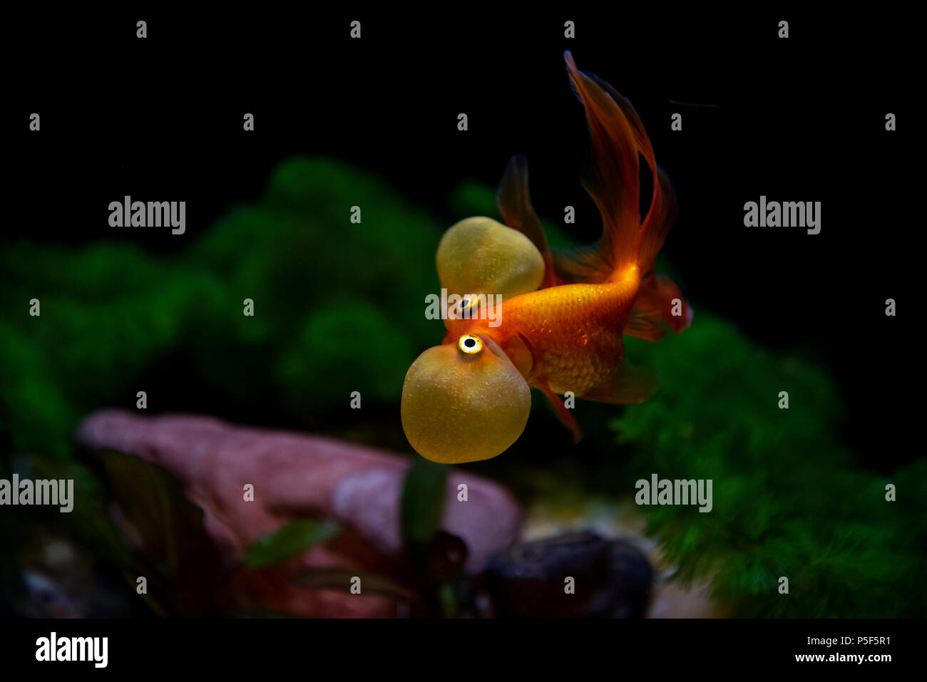 A red Bubble eye fish at the amusement and animal theme Ocean Park in ...