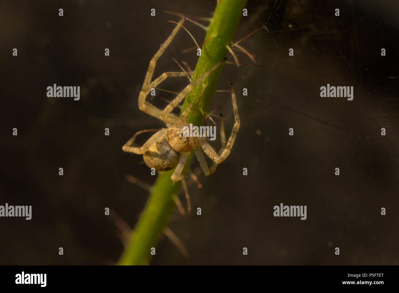 It is a close view of spider taken to show the beauty of this small ...