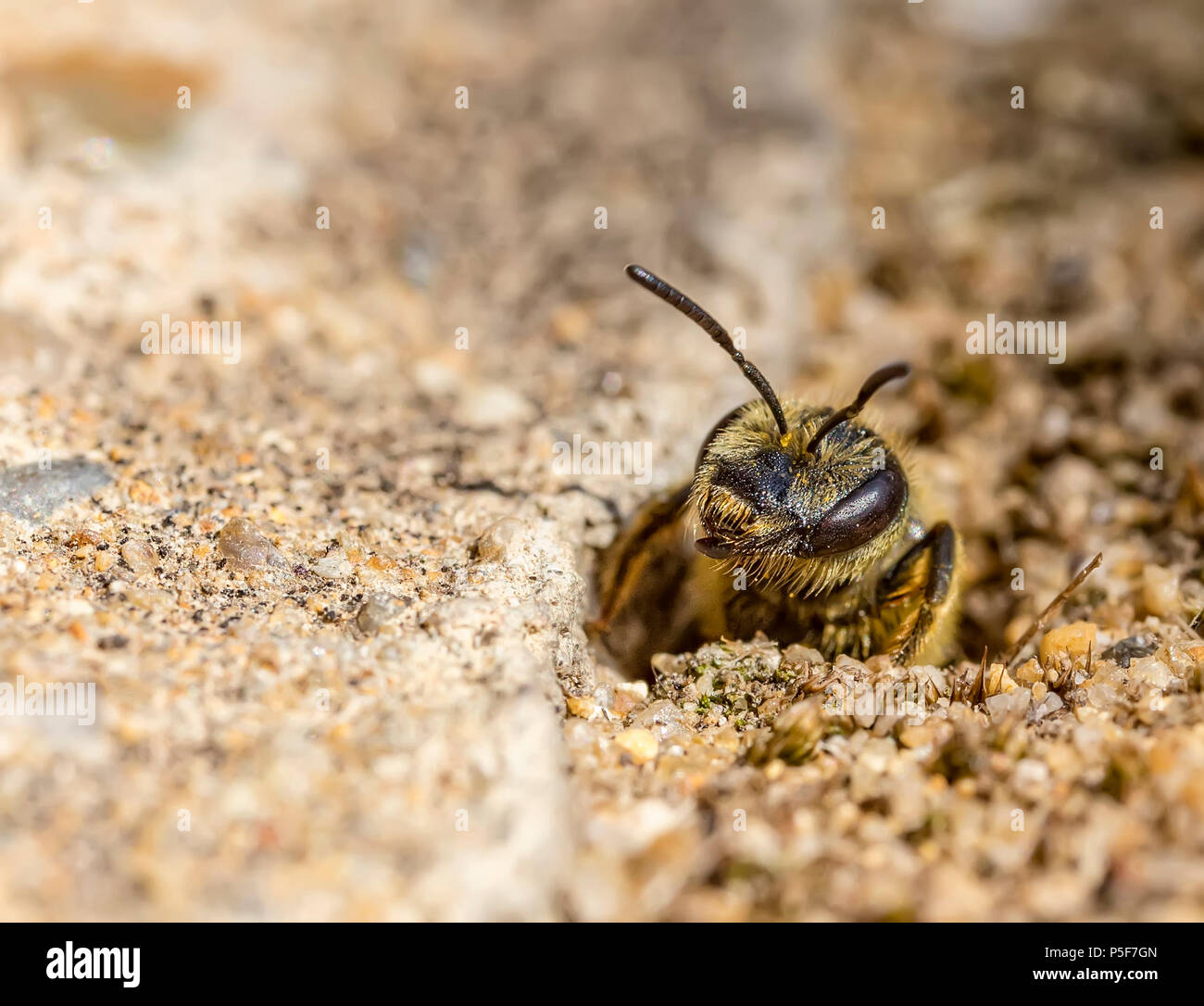 Single earth bee go out from their hole at ground level Stock Photo - Alamy