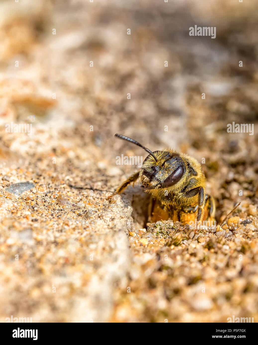 Earth bee hi-res stock photography and images - Alamy
