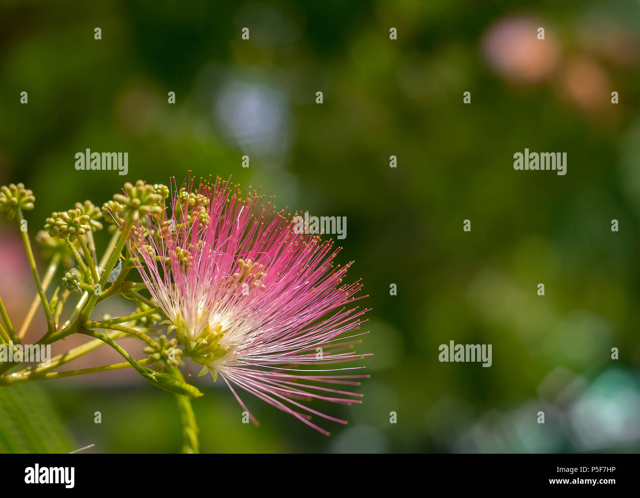 Image of cute fluffy blooming pink flower on. Albizia julibrissin ...