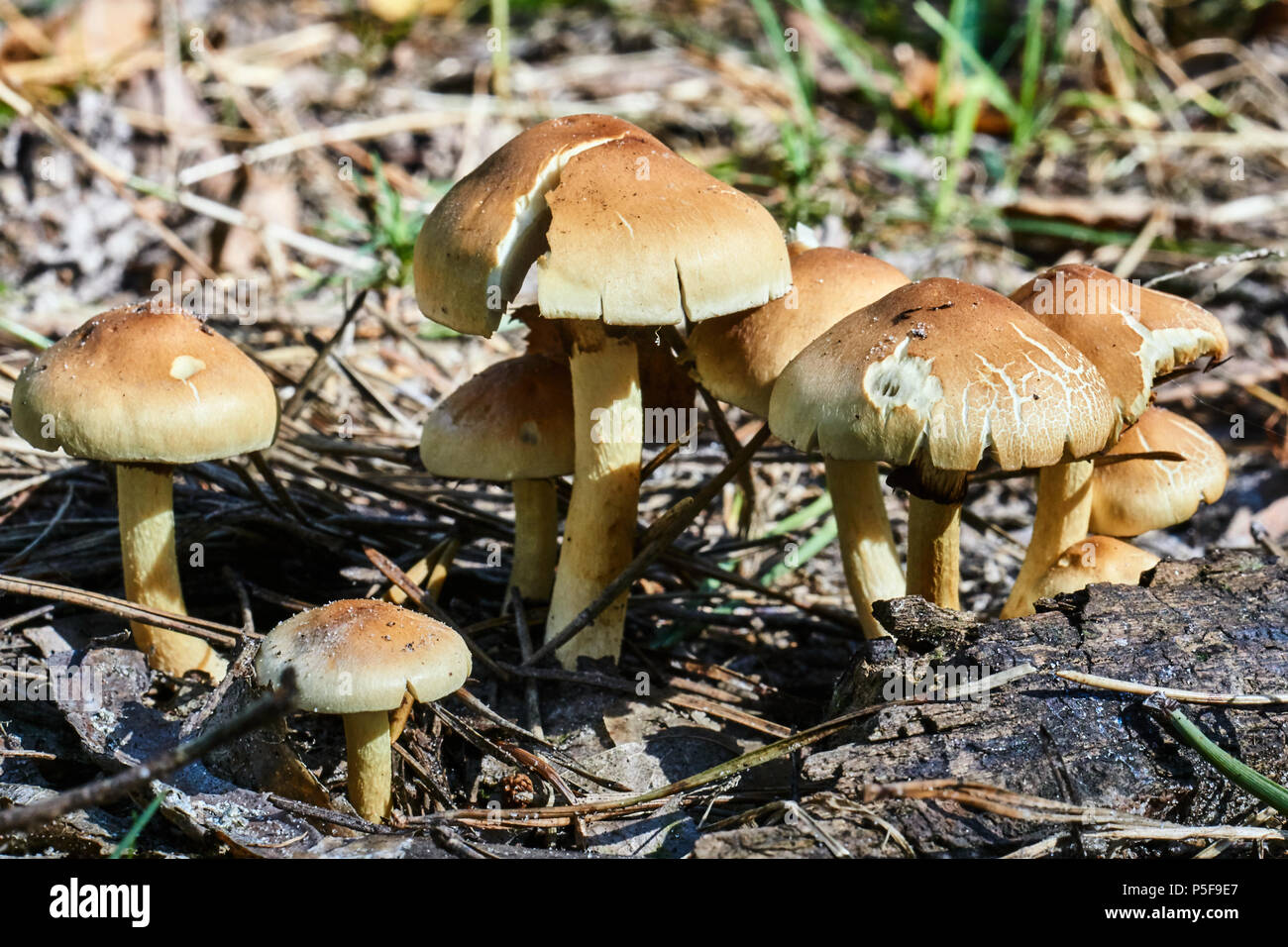 Edible fungus growing in the grass on the forest Stock Photo - Alamy