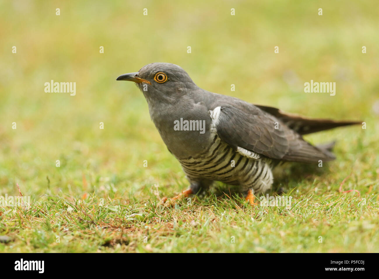 Moor moorland bird british cuckoo hi-res stock photography and images ...