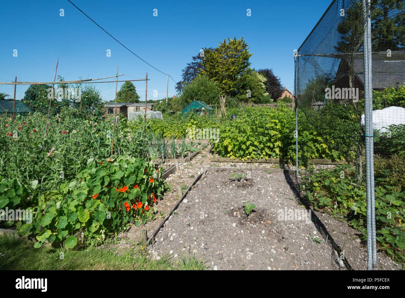 Allotments uk vegetables hi-res stock photography and images - Alamy