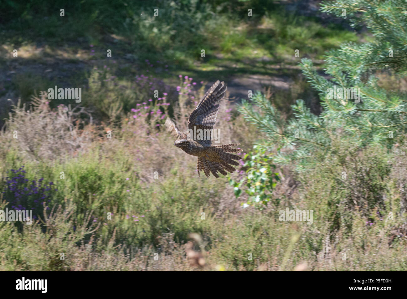 Nightjar (Caprimulgus europaeus) in flight around heathland in Surrey ...