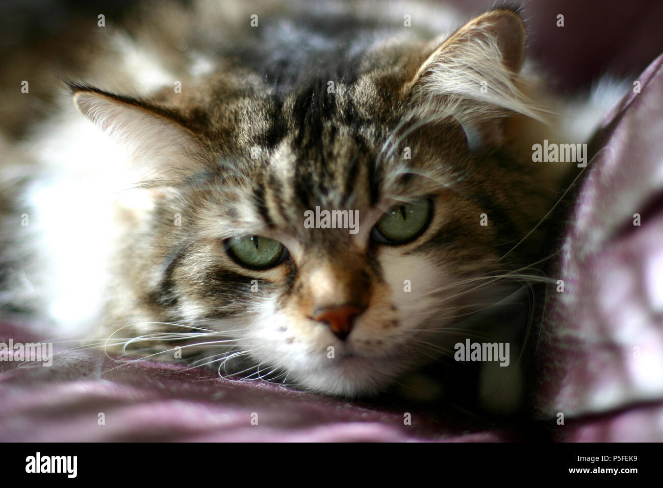 Green Eyes Grumpy Cat Stock Photo - Alamy
