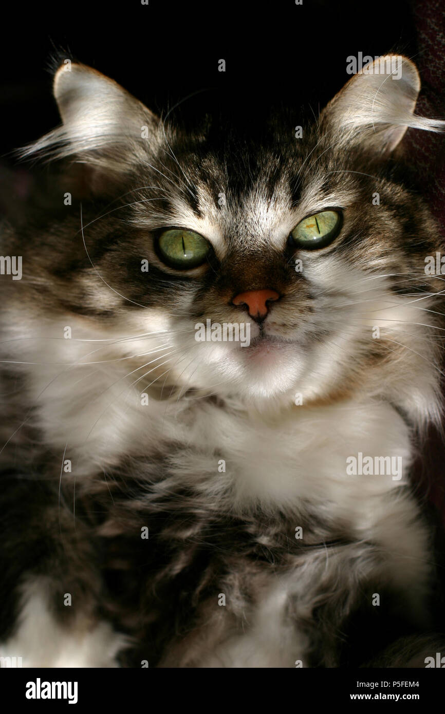 Green Eyes Grumpy Cat Stock Photo - Alamy
